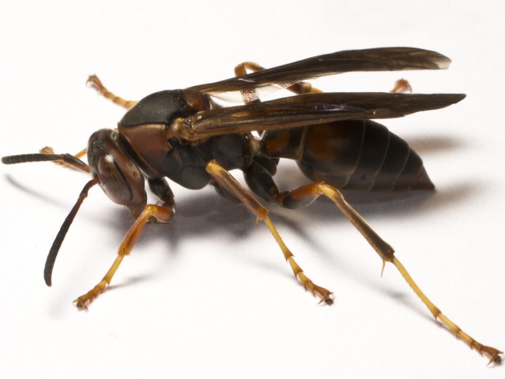 Wasp Control Cape Town