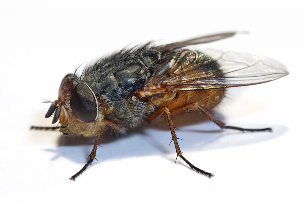 Fly Control Cape Town