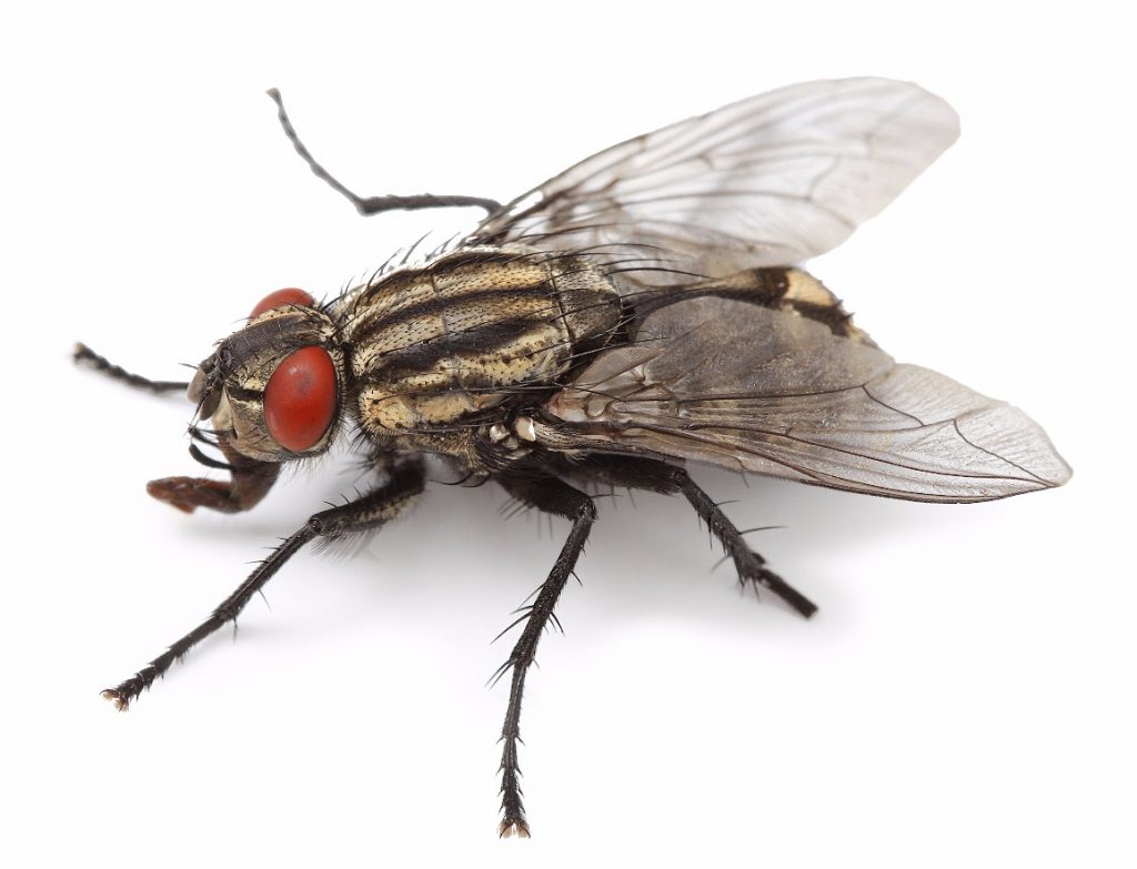 Fly Control Cape Town